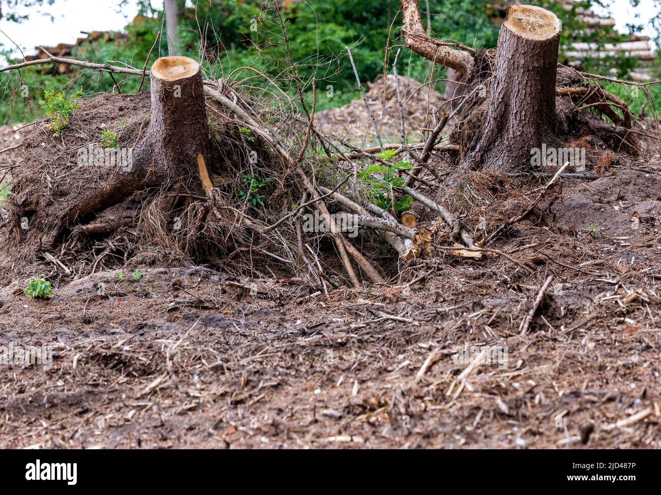 Uprooted stumps hi-res stock photography and images - Alamy