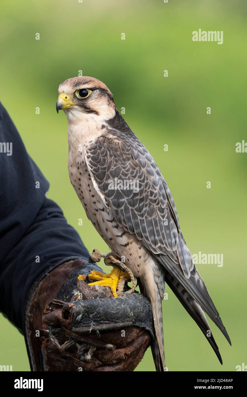 Lanner Falcon (Falco biarmicus Stock Photo - Alamy