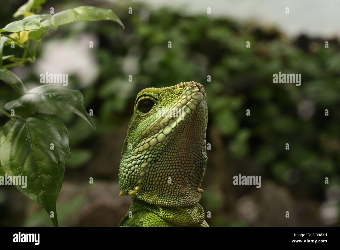 Green water chameleon hi-res stock photography and images - Alamy