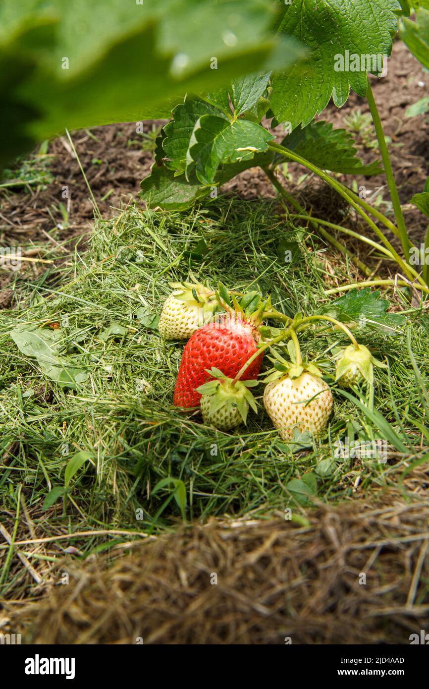 Strawberry plant. Stawberry bush in the garden with ripe and unripe ...
