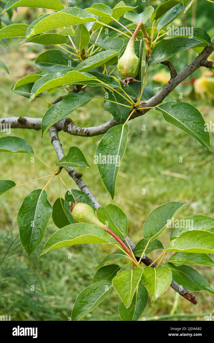 Pear tree with immature fruits on branches with leaves. Fruits growing ...