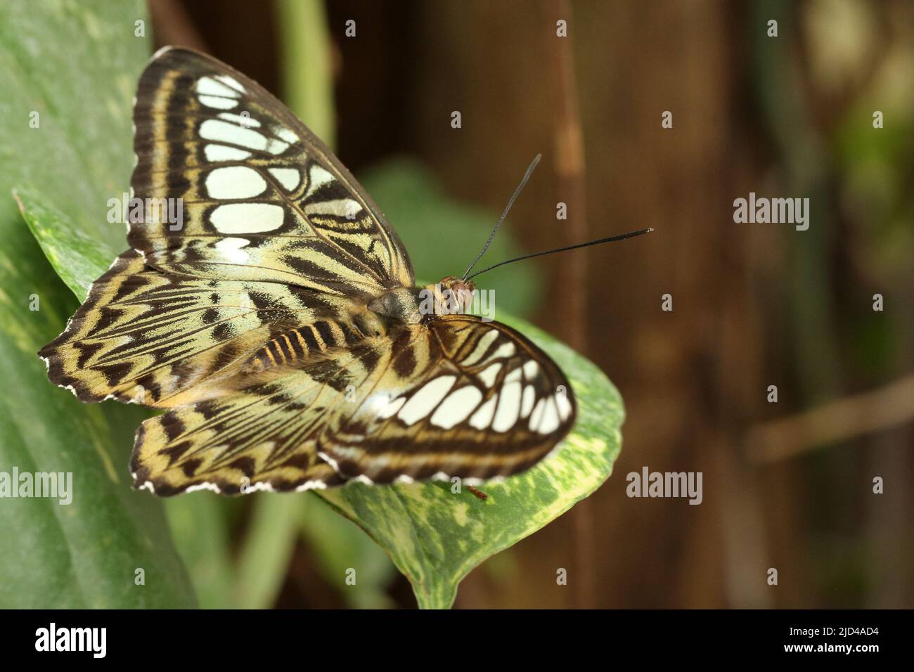 Parthenos sylvia butterfly in flight hi-res stock photography and ...