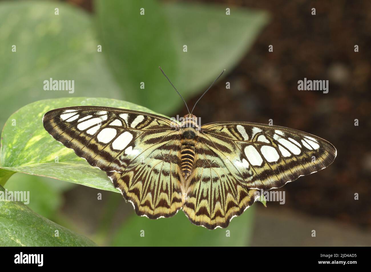 Parthenos sylvia butterfly in flight hi-res stock photography and ...