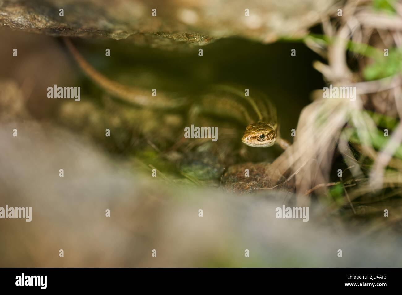 Hiding under a rock hi-res stock photography and images - Alamy