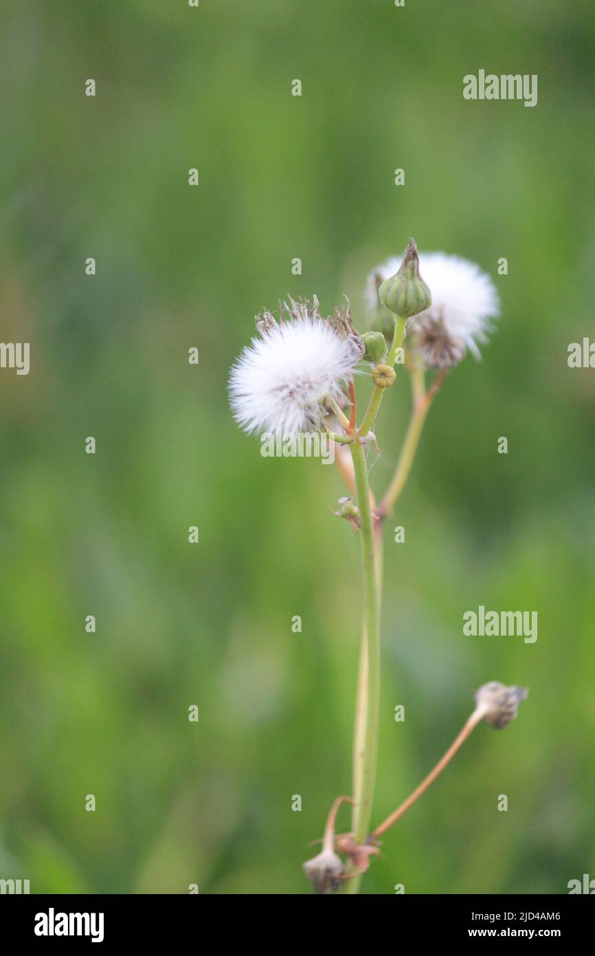 Australian flowering weed hi-res stock photography and images - Alamy