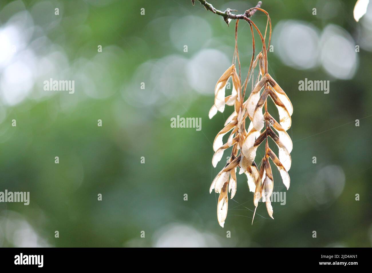 Hanging seeds hi-res stock photography and images - Alamy