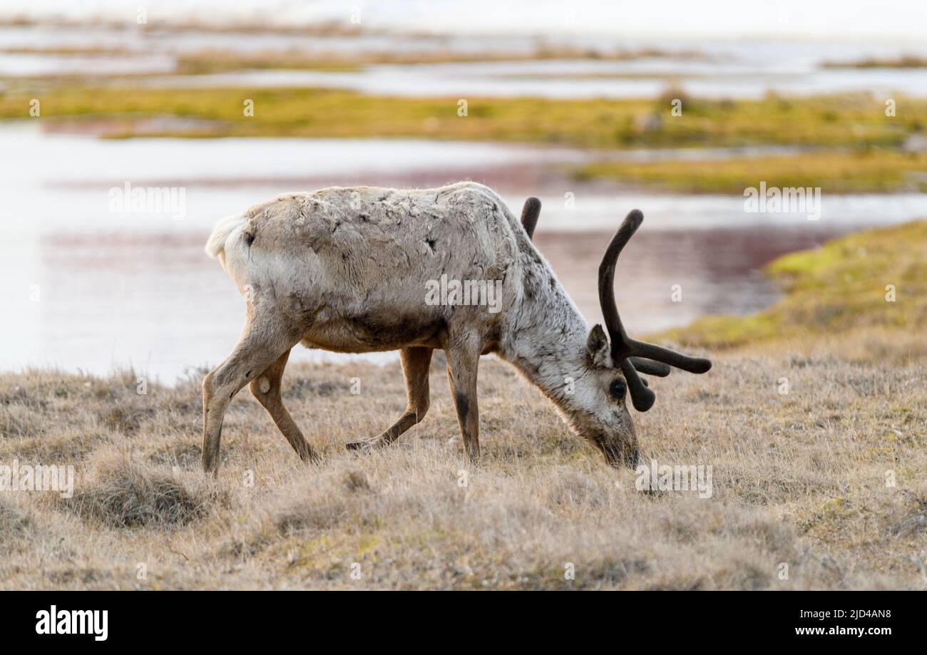 Caribou graze in Deadhorse Alaska Stock Photo - Alamy