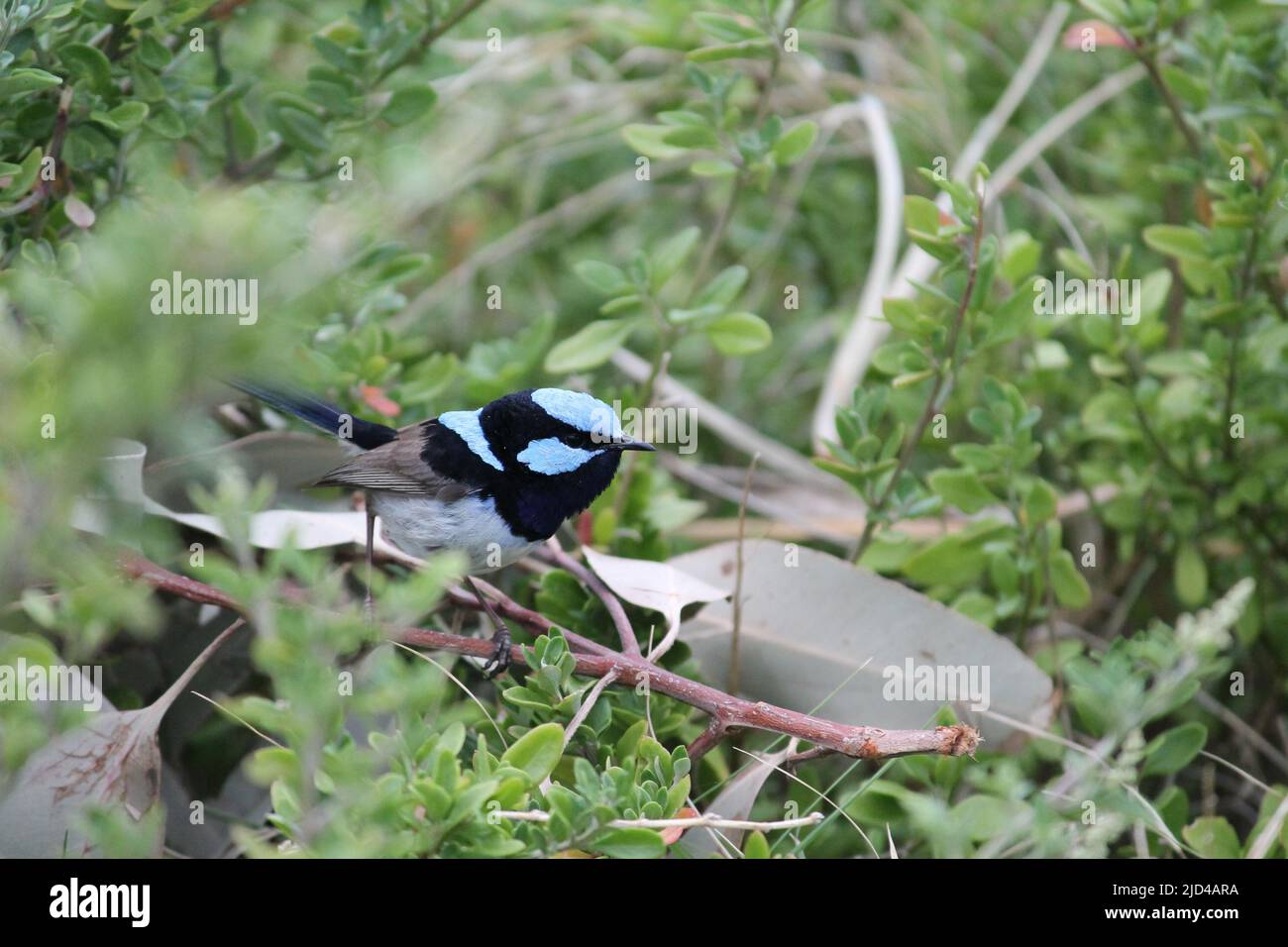 Superb Fairywren in natural habitat sitting on a small twig Stock Photo ...