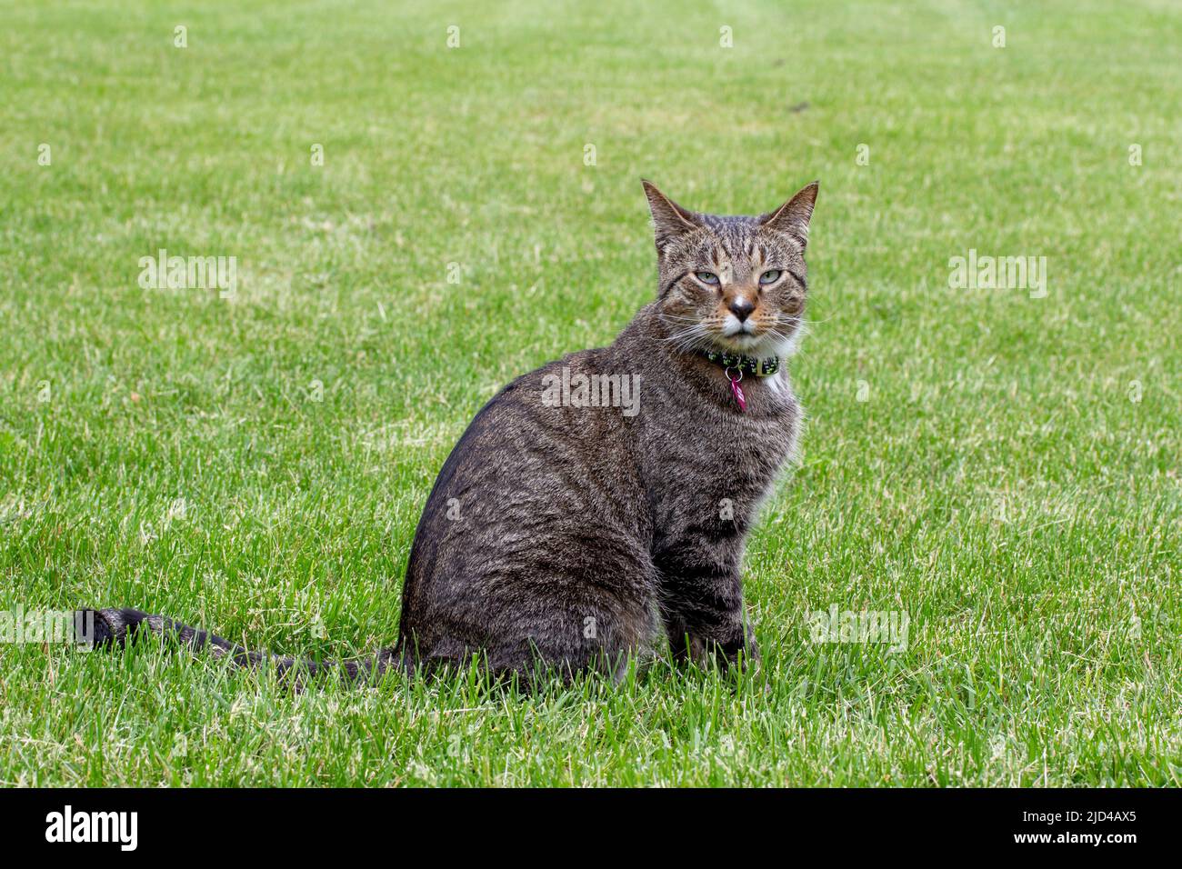 Close up profile view of a curious gray striped tabby cat sitting out ...