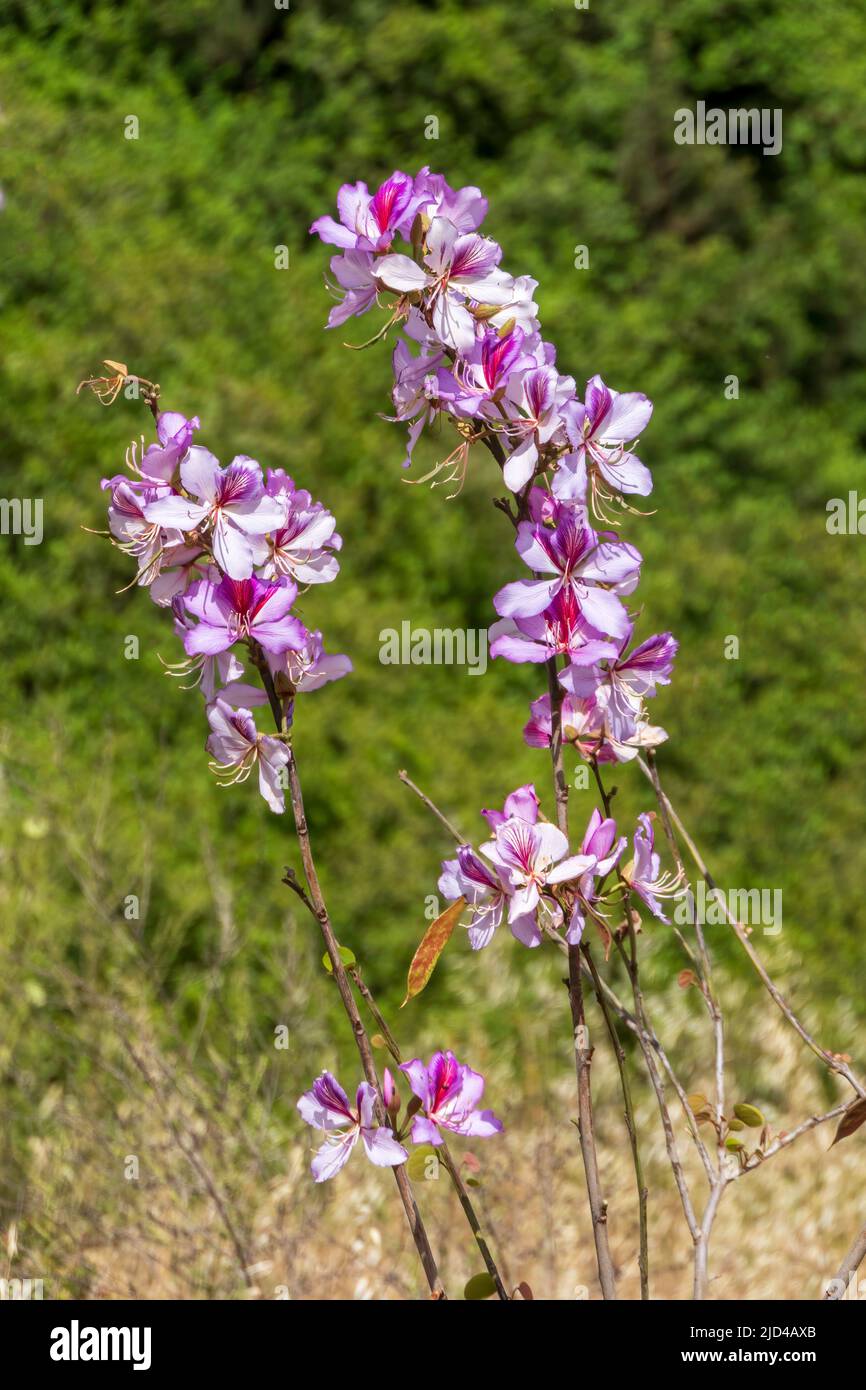 Bauhinia purpurea hi-res stock photography and images - Alamy