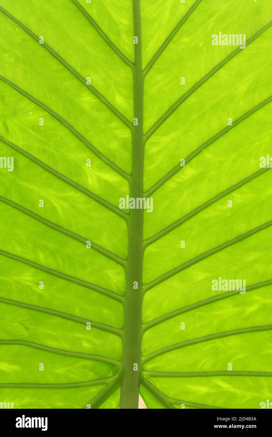 texture of a taro leaf from underneath Stock Photo - Alamy