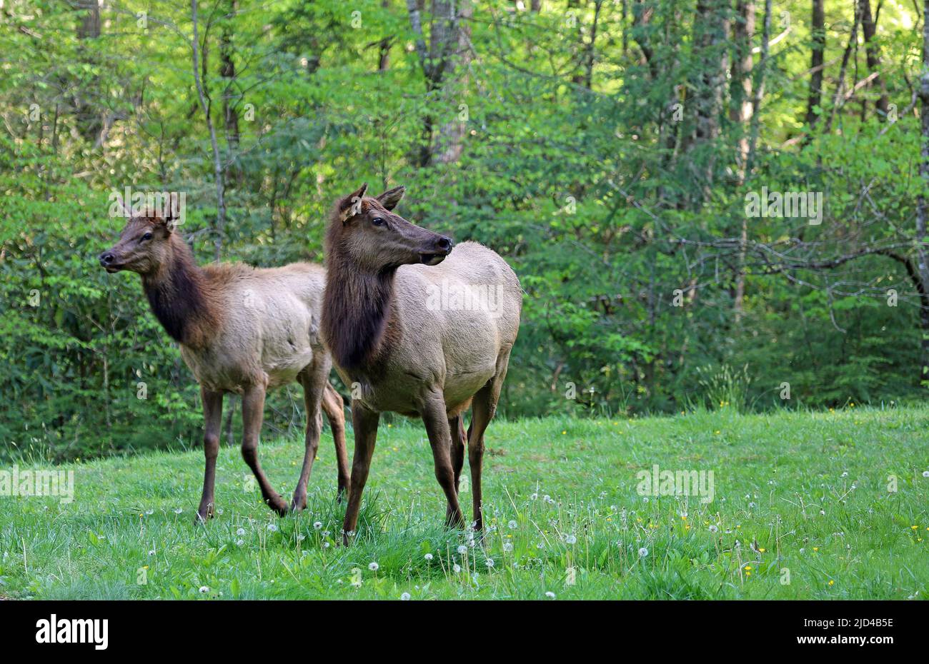 Two female elk Stock Photo - Alamy