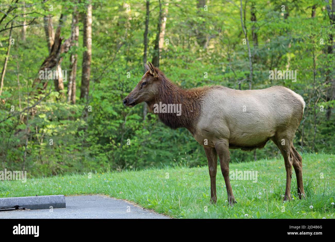 Female elk hi-res stock photography and images - Alamy