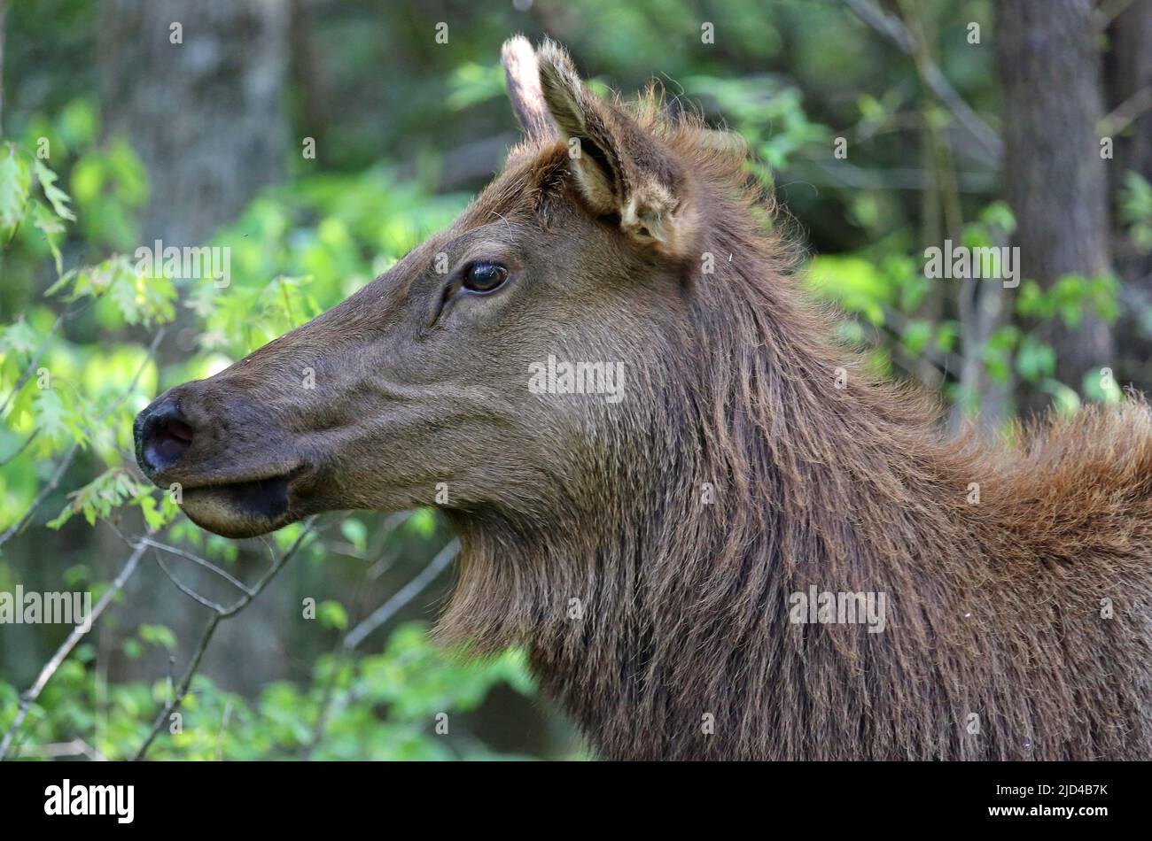 Female elk head in profile Stock Photo - Alamy