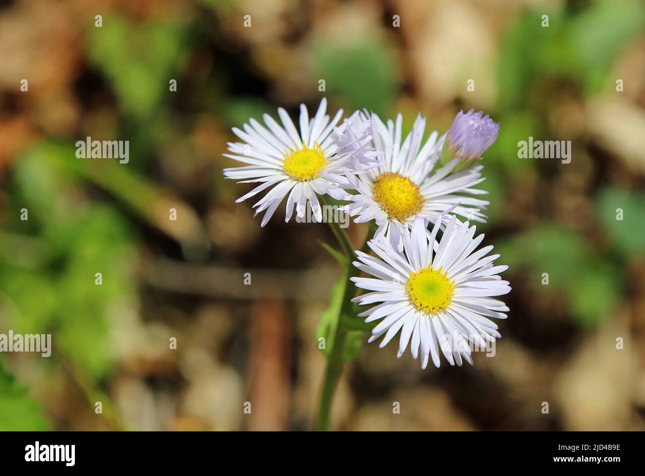 Three erigeron flowers Stock Photo - Alamy