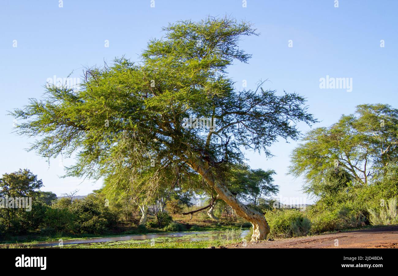 A crooked fever tree on the bank of the Letaba river in the Kruger Park ...