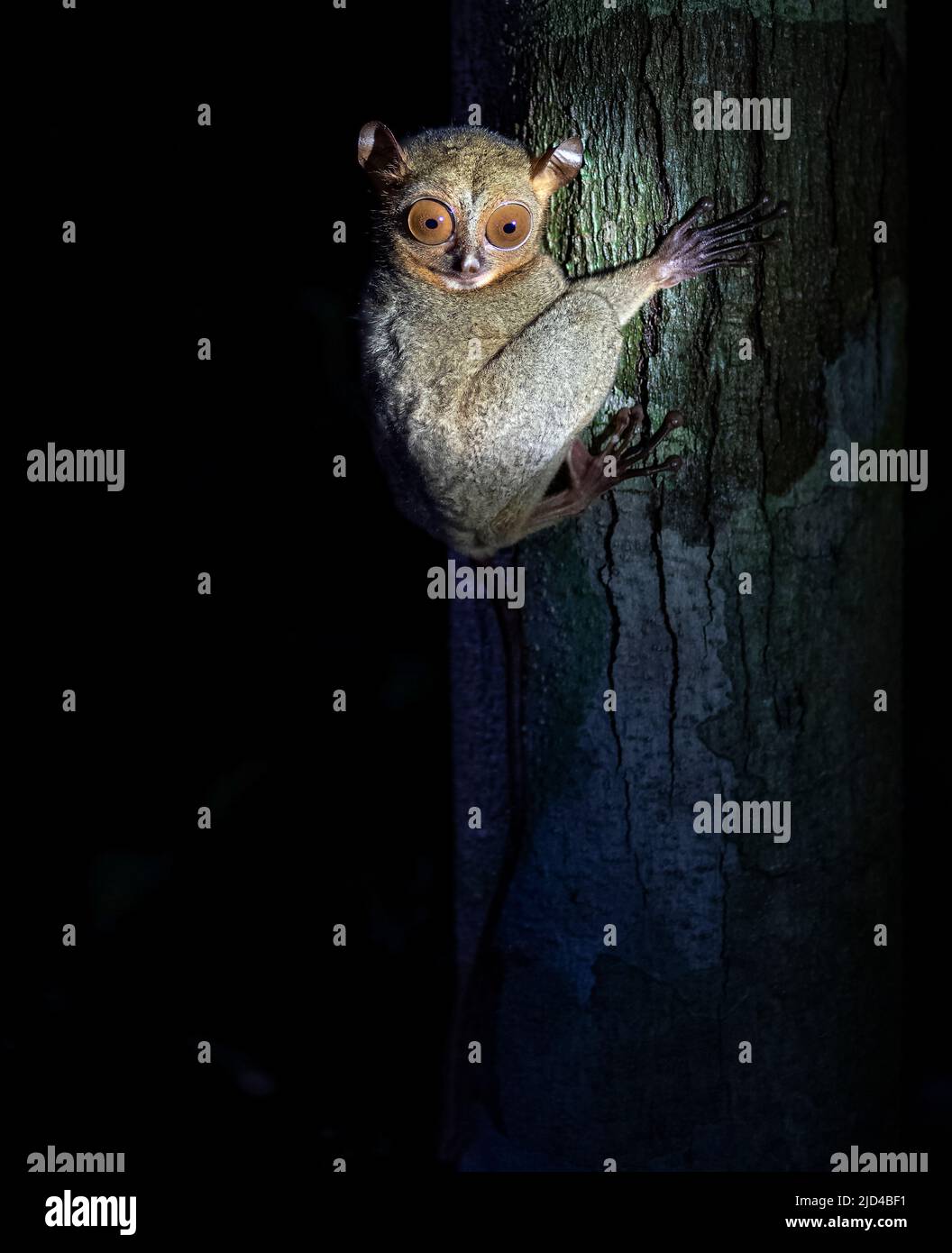 Western Tarsier (Cephalopachus bancanus) from Tanjung Puting National ...