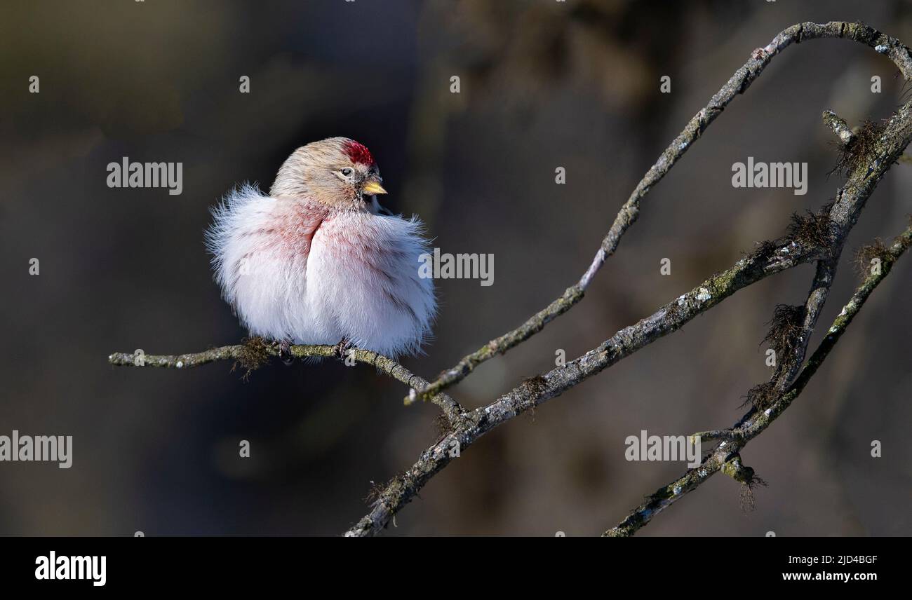 Fugler fugl birds passeriformes spurvefugl song birds hi-res stock ...