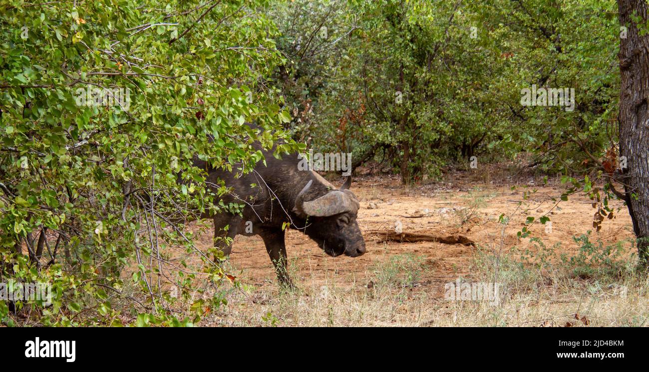 A large single Cape buffalo backed into a bush in a defensive move ...