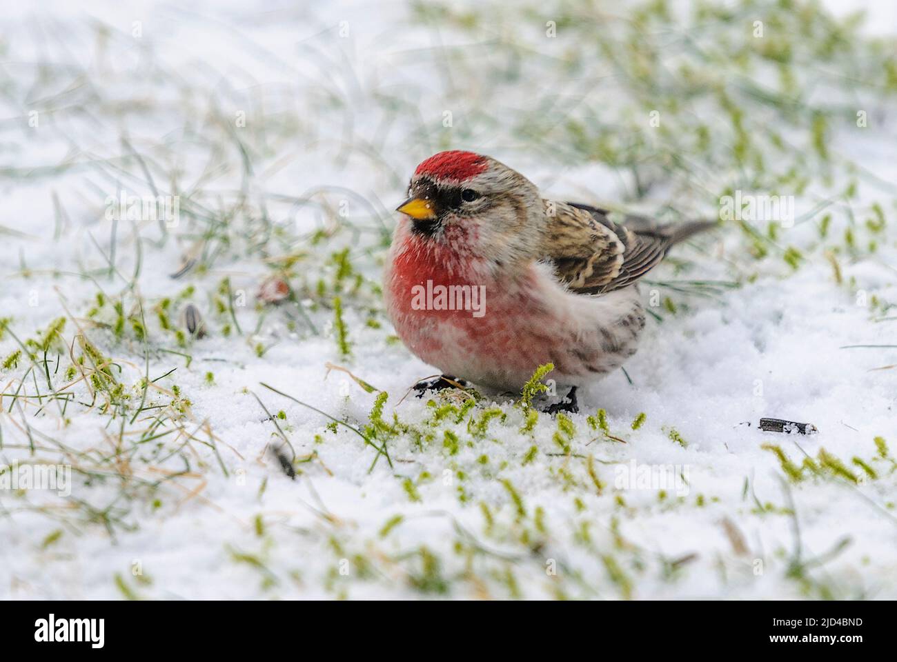 Fugler fugl birds passeriformes spurvefugl song birds hi-res stock ...