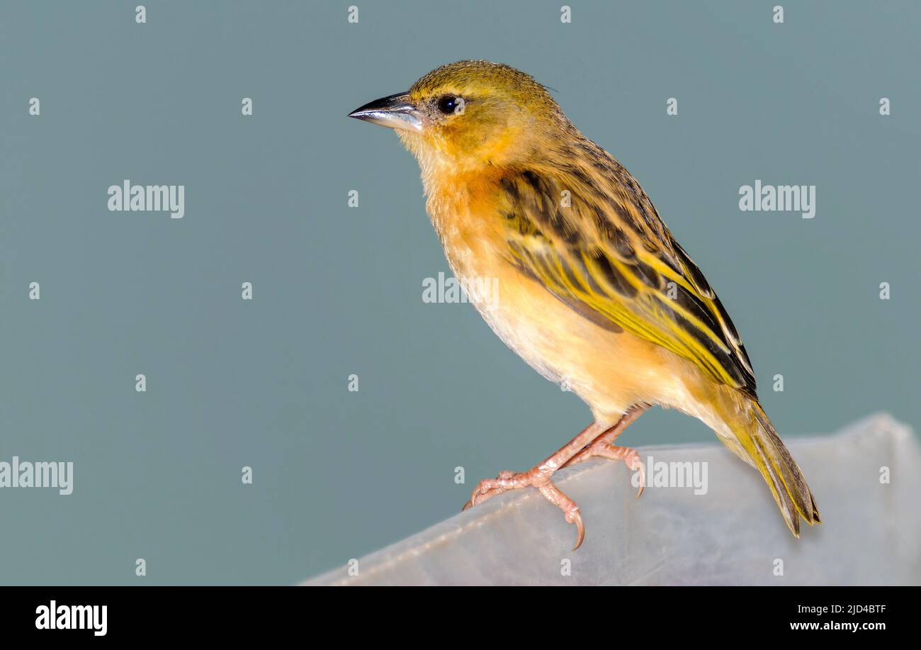 Veverfugler hi-res stock photography and images - Alamy