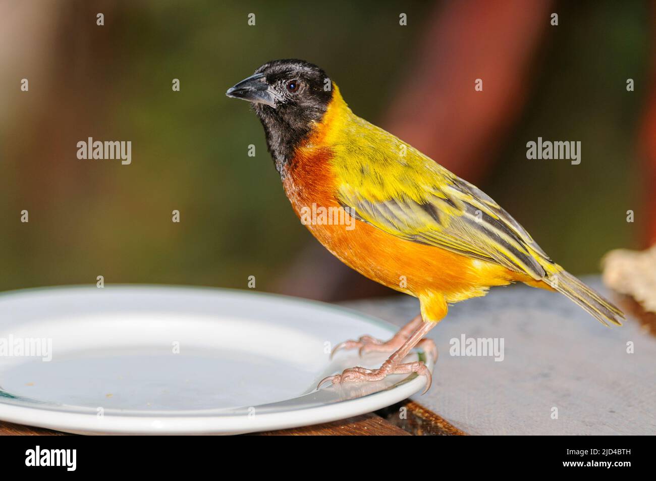 Veverfugler hi-res stock photography and images - Alamy