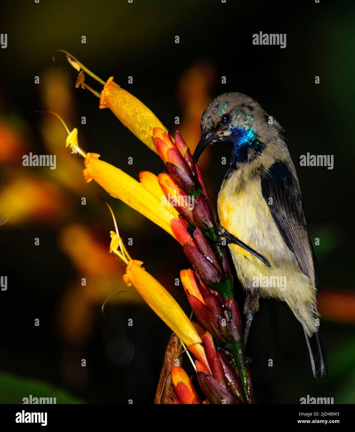 Sunbird (Cinnyris sp.), possibly Variable Sunbird (C. venustus) from ...