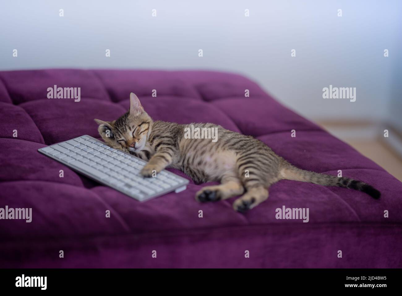 Kitten sleeping next to a computer keyboard on a sofa with selective ...