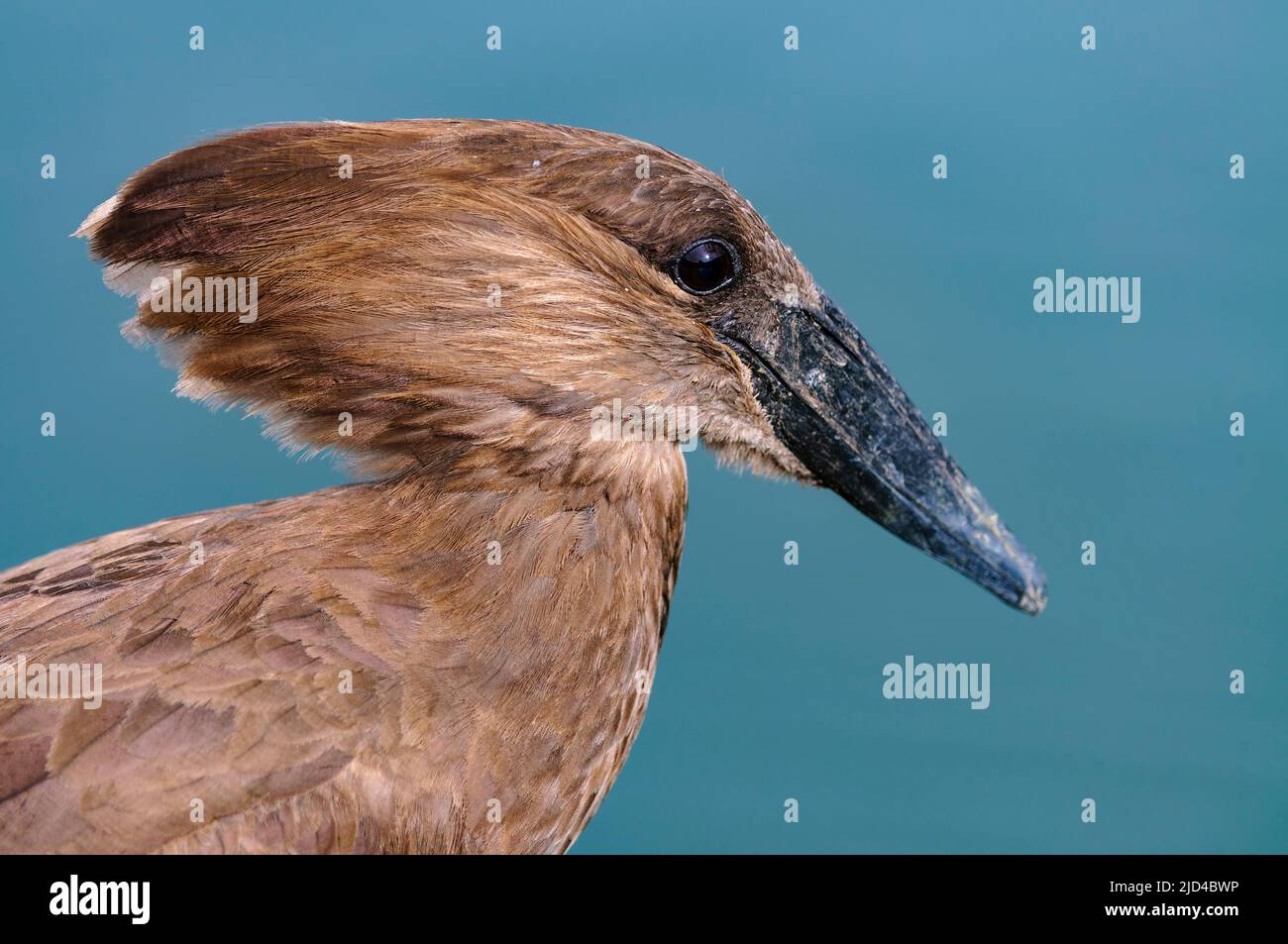 Hammerkop (Scopus umbretta) from the White Nile, Uganda Stock Photo - Alamy
