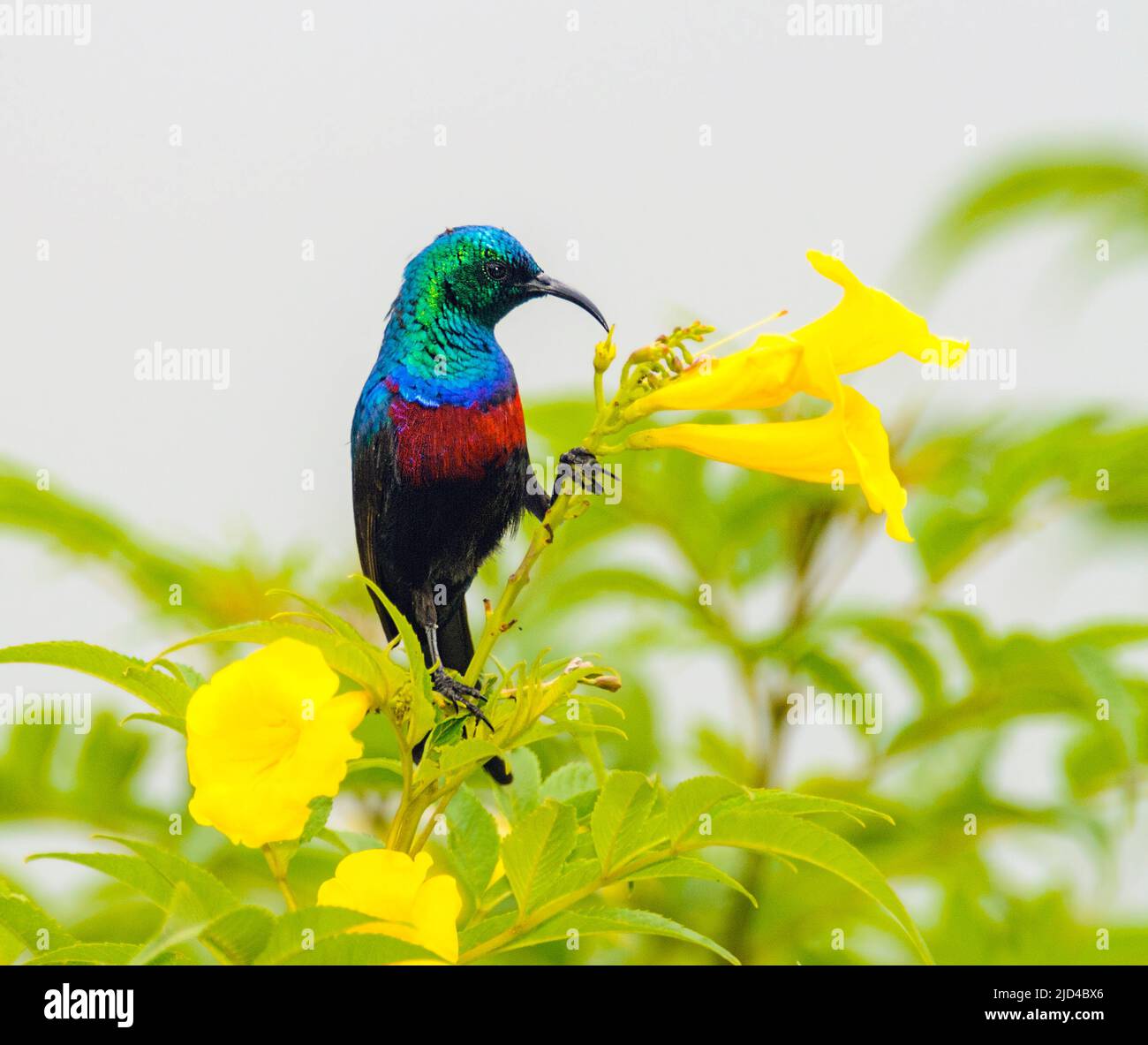 Red chested sunbirds hi-res stock photography and images - Alamy
