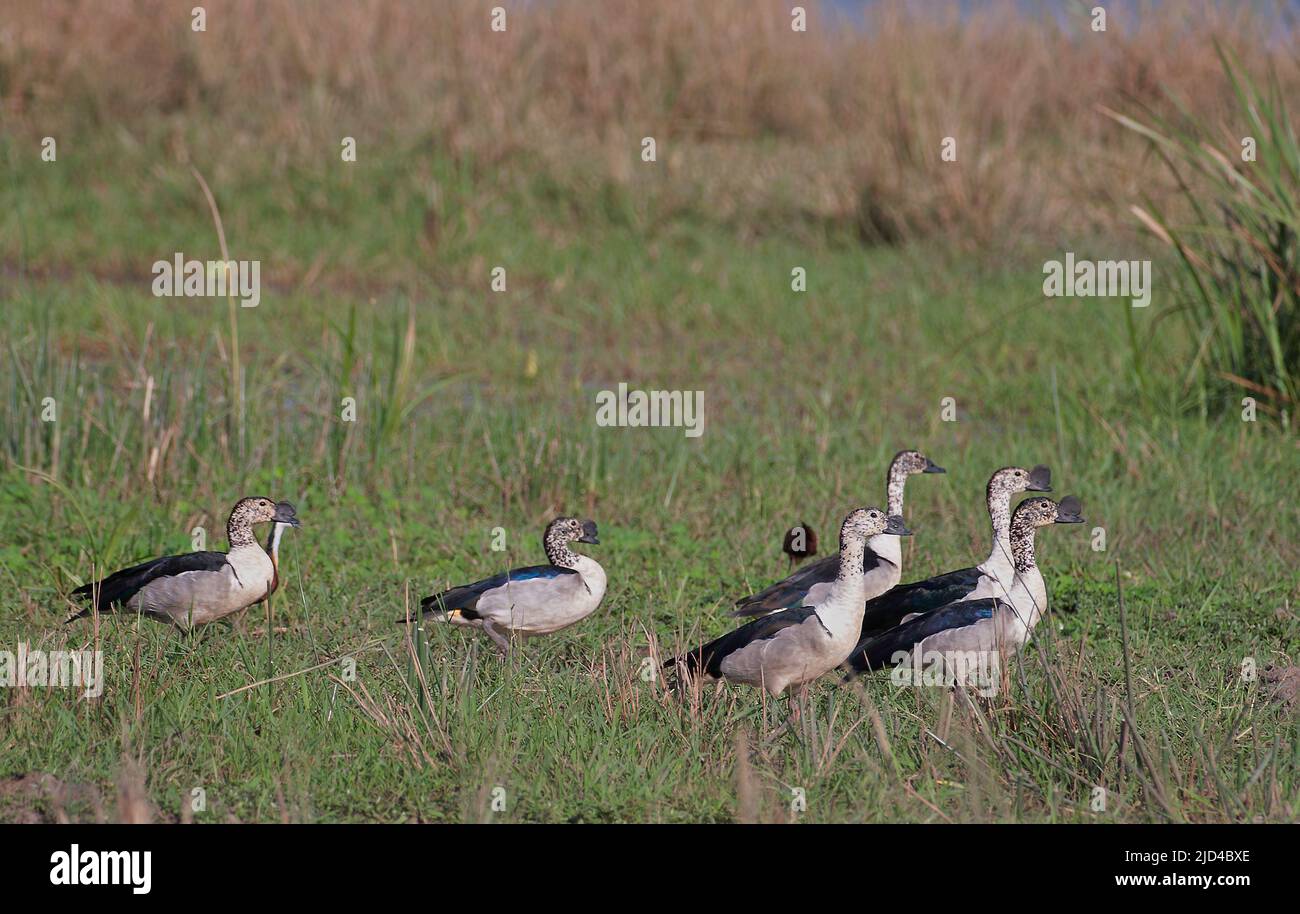 Knob-billed ducks (Sarkidiornis melanotos) from Murchison Falls, Uganda ...