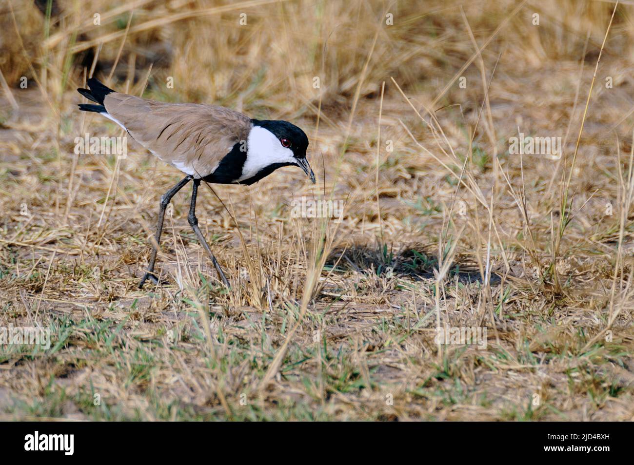 Spur-winged lapwing (Vanellus spinosus) from Murchison Falls, Uganda ...