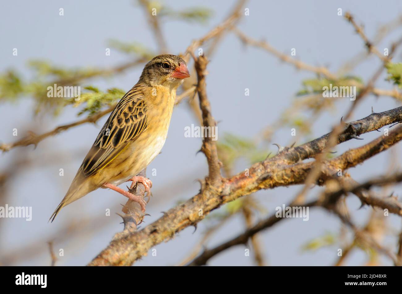Red-billed quelea (Quelea quelea, female) from Murchison, Uganda Stock ...