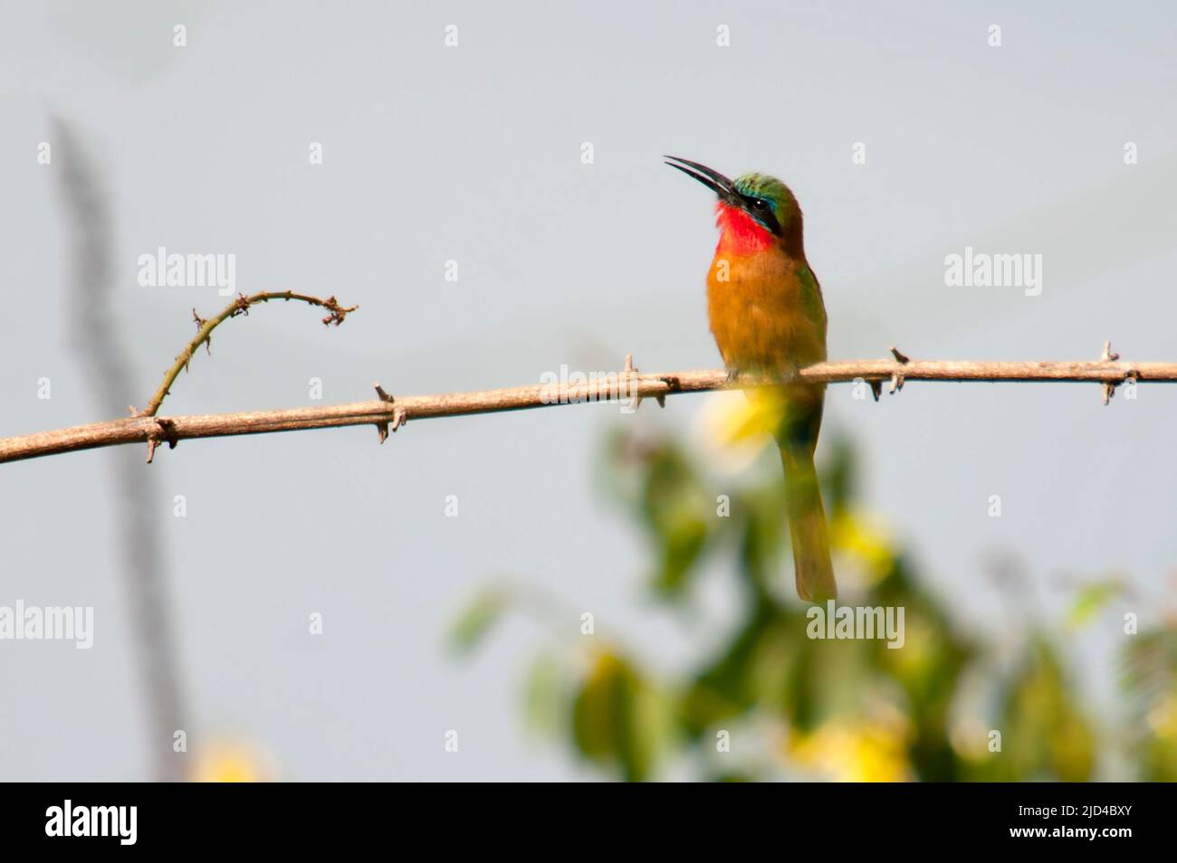 Red throated bee eater merops bulocki hi-res stock photography and ...