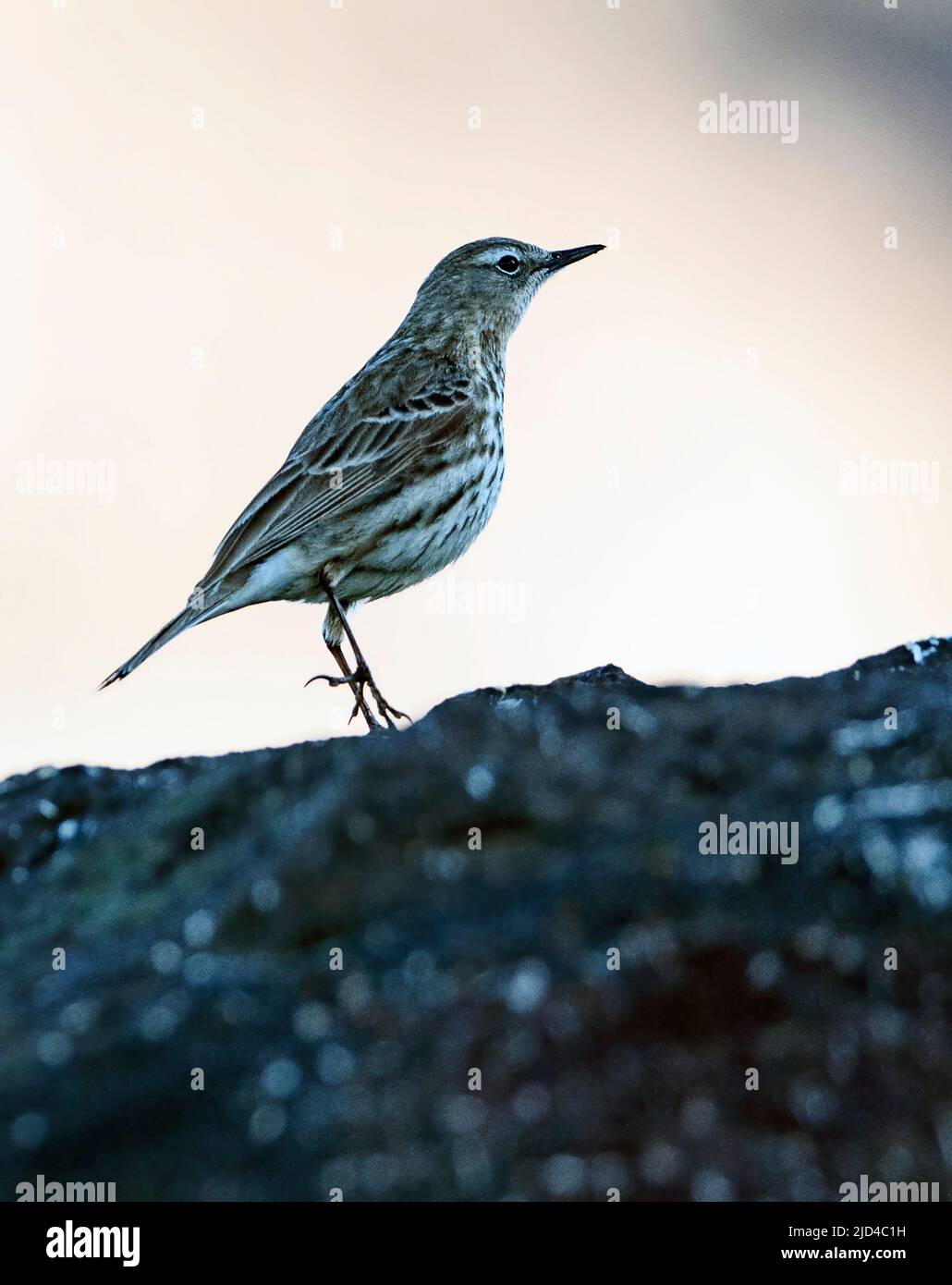 Rock pipit (Anthus petrosus) from Hidra, south-western Norway in May ...