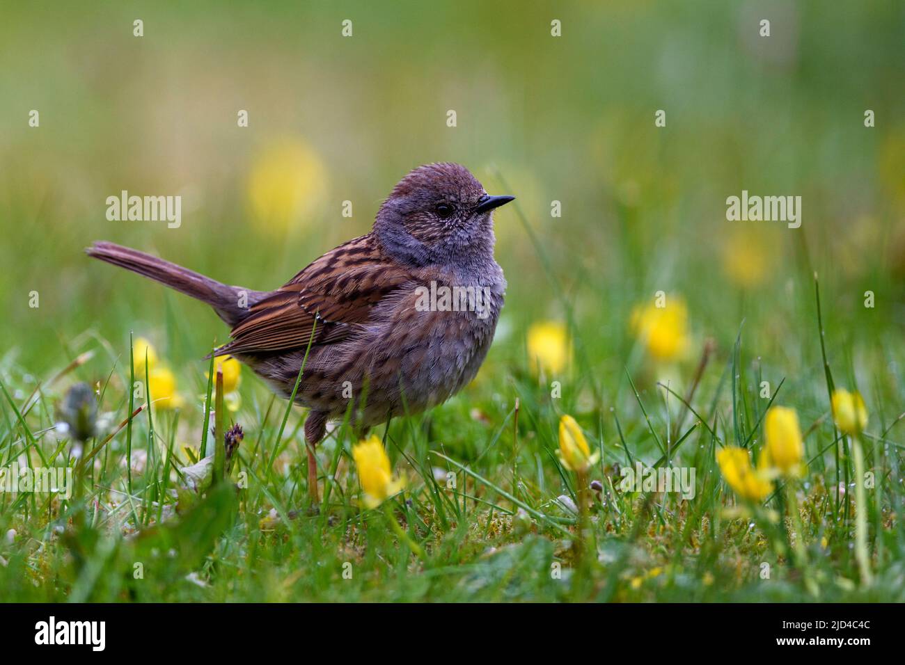 Dunnock (Prunella modularis) from Hidra, south-western Norway in May ...