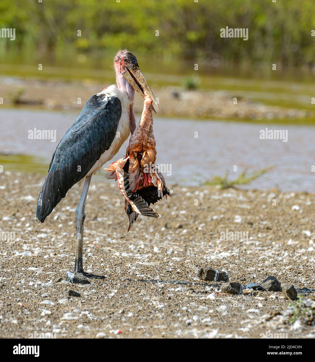 Marabou Stork Eating Flamingo