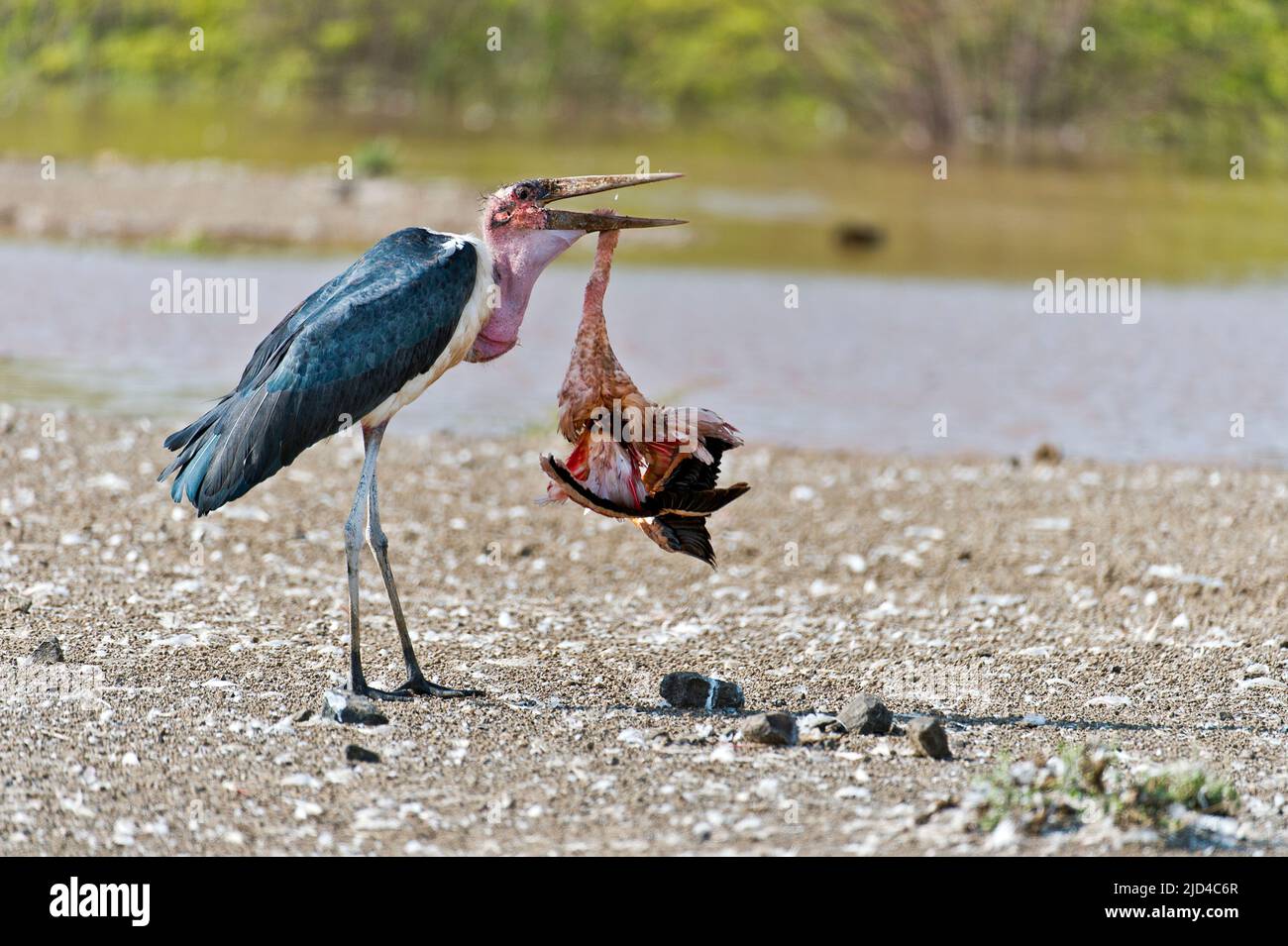 Marabou stork (Leptoptilos crumeniferus) feeding on a dead flamingo at ...