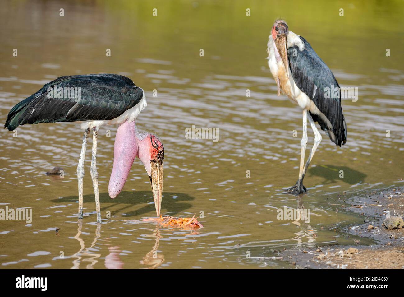 Marabou storks (Leptoptilos crumeniferus) feeding on a dead flamingo at ...