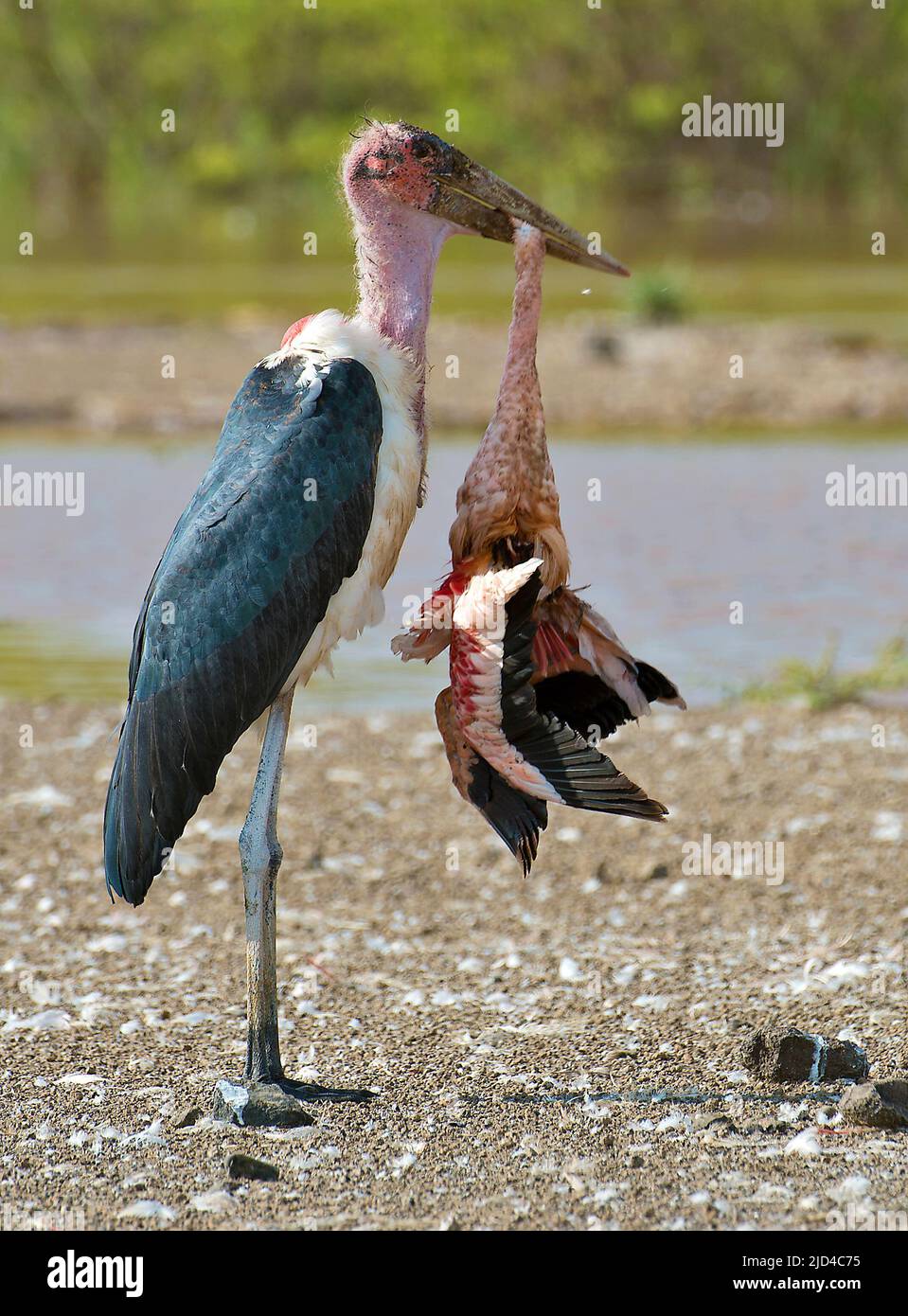 Marabou Stork Eating Flamingo