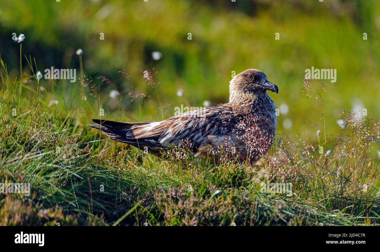 Great Skua (Stercorarius skua) nesting at Runde Island, north-western ...