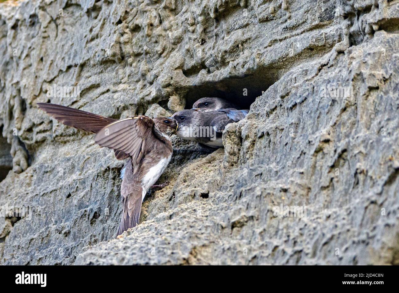 Collared sand martins hi-res stock photography and images - Alamy