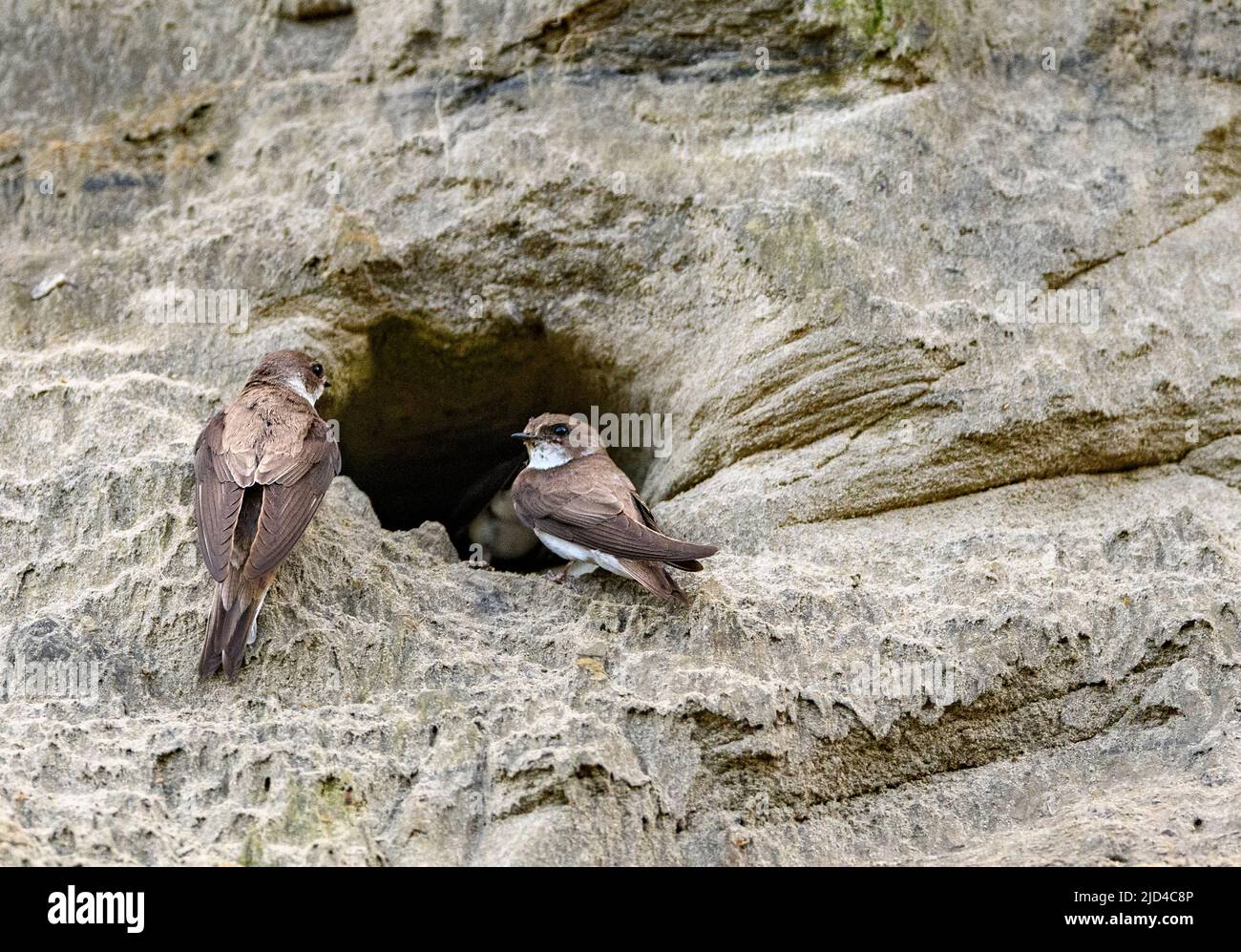 Sand martins (Riparia riparia) at their nest burrow. Photo from south ...