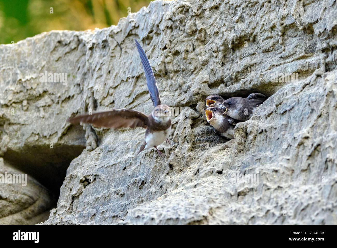 Sandsvaler hi-res stock photography and images - Alamy