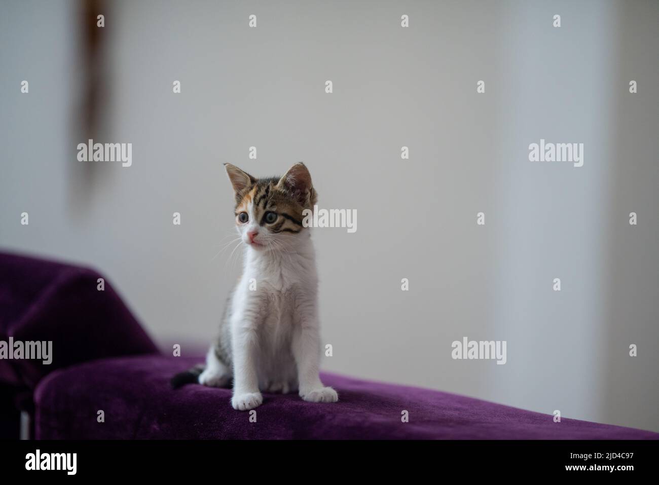 On tile colored cat bed hi-res stock photography and images - Alamy