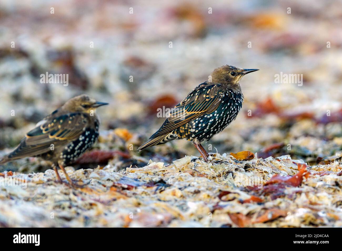 Common starling (Sturnus vulgaris) photographed at Revtangen (Rogaland ...
