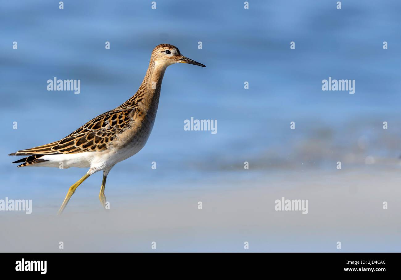 Juvenile female ruff hi-res stock photography and images - Alamy