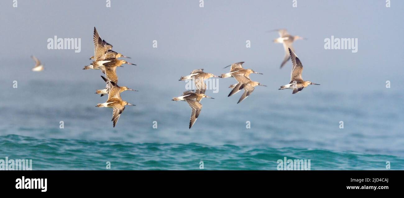 Trekkfugler hi-res stock photography and images - Alamy