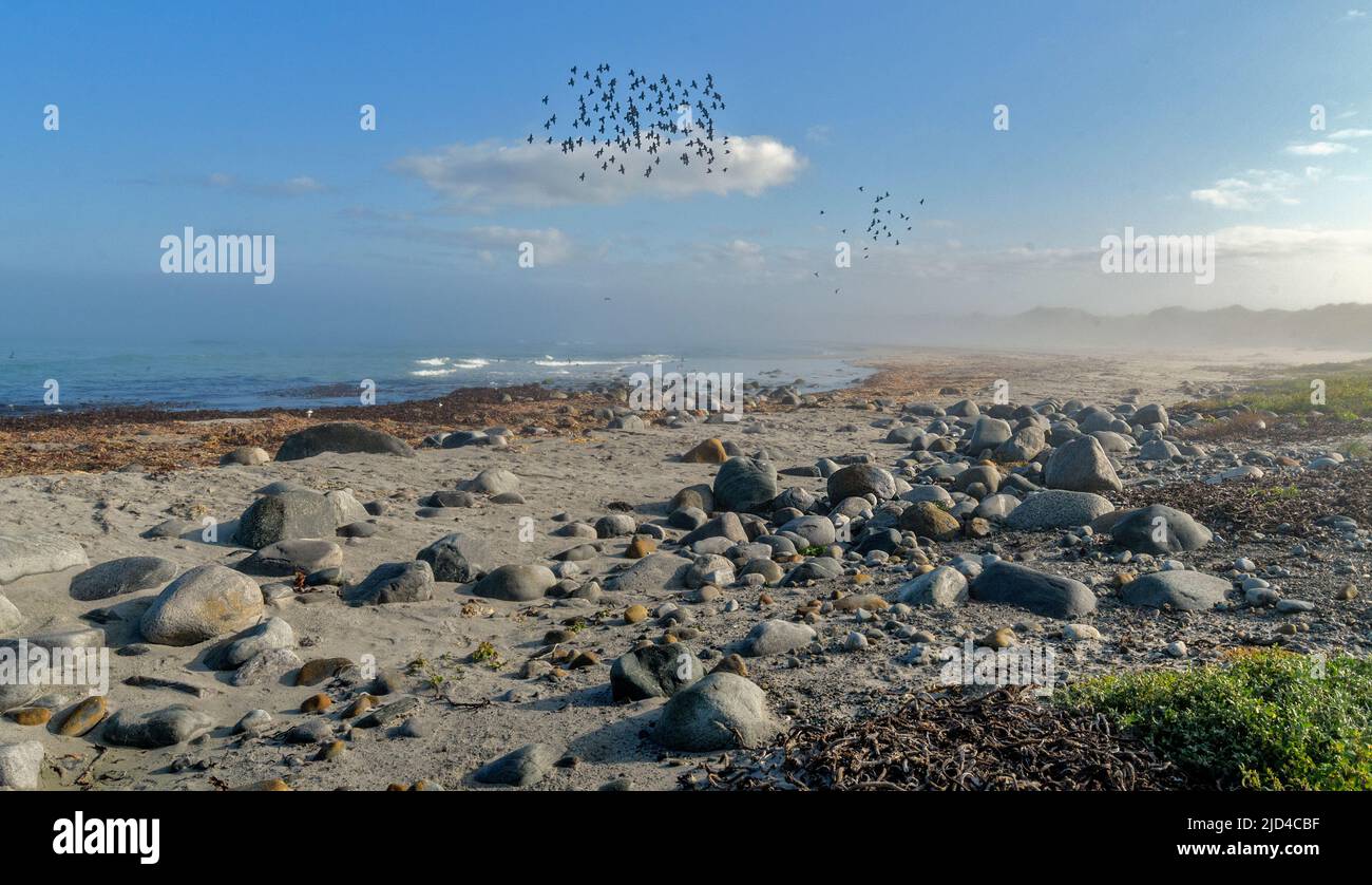 A flock of common starlings (Sturnus vulgaris) flying at Revtangen ...
