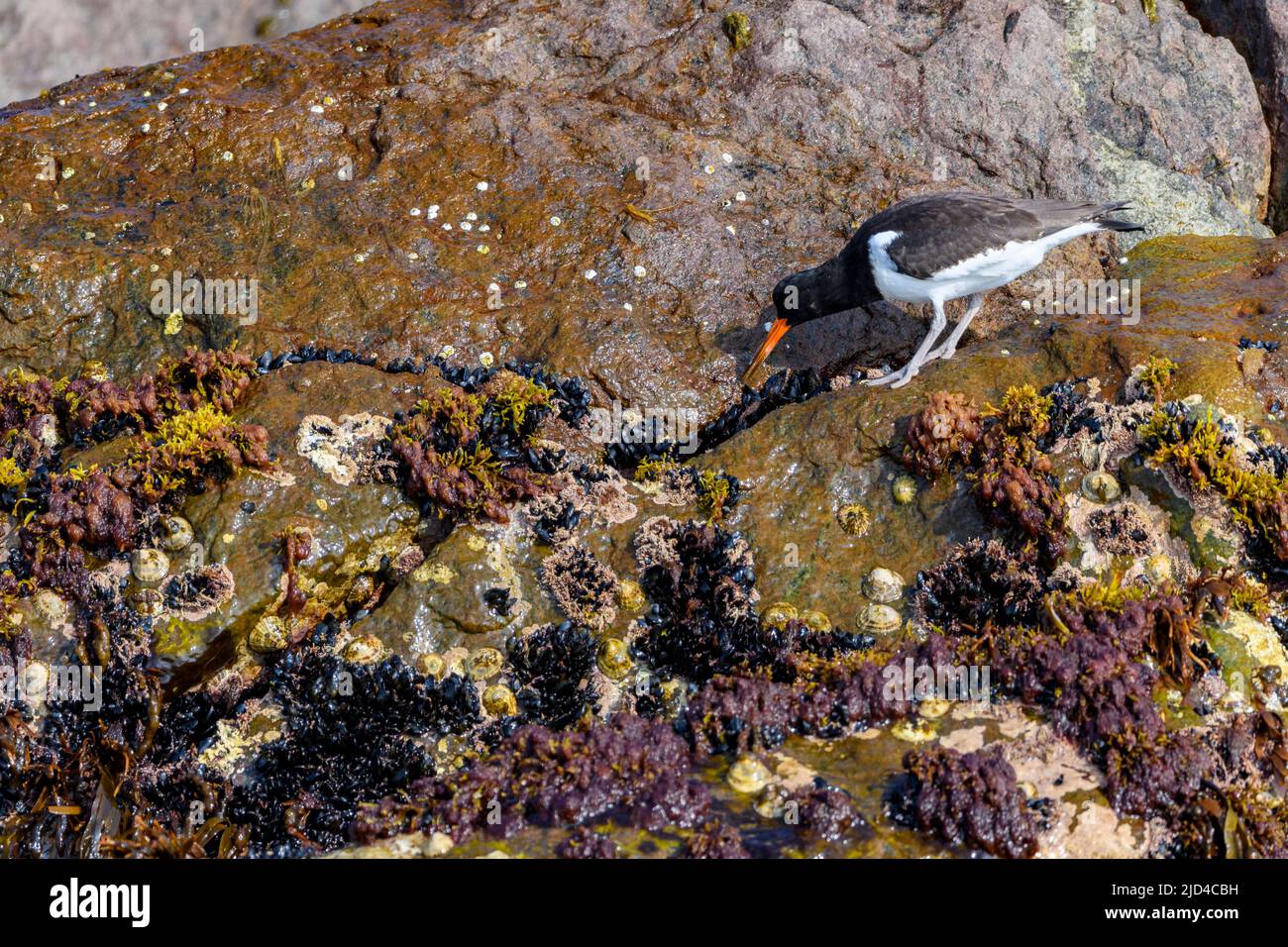 Eurasian Oystercatchers (Haematopus ostralegus) feeding on small blue ...